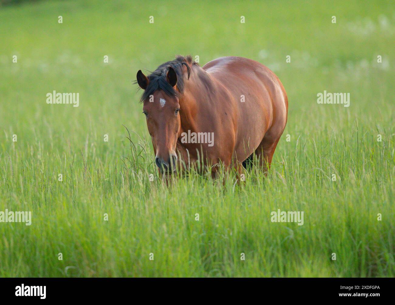 Laminitis risk ? A well bred native Connemara pony , happily grazing ...