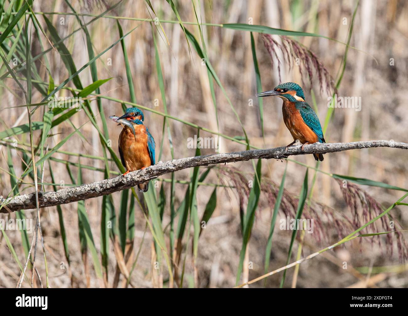 Young perch fish hi-res stock photography and images - Alamy