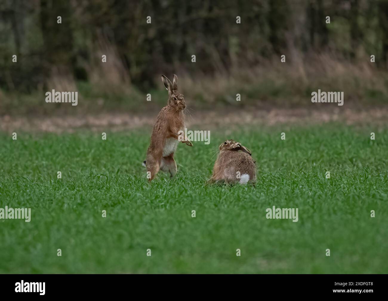 Mad March Hares. Brown Hares ( Lepus europaeus) exhibiting boxing and ...