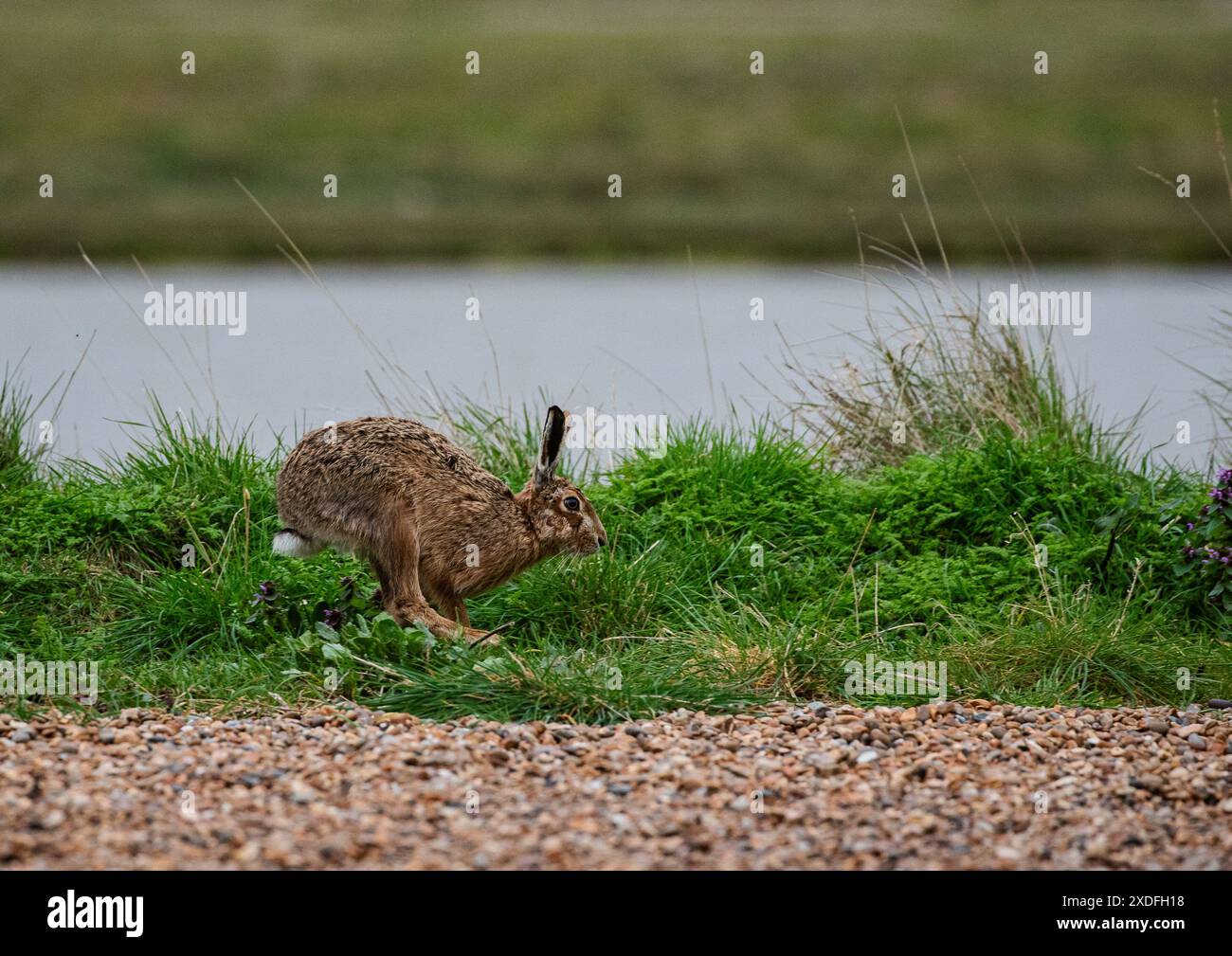 A Brown Hare(Lepus europaeus) running in the unusual coastal habitat ...