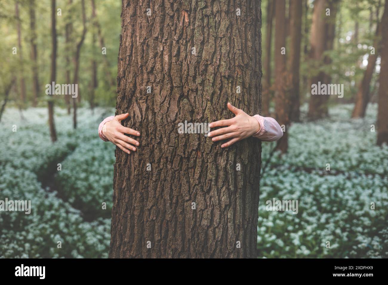 Hugging a massive tree in the wilderness, symbolizing a deep connection ...