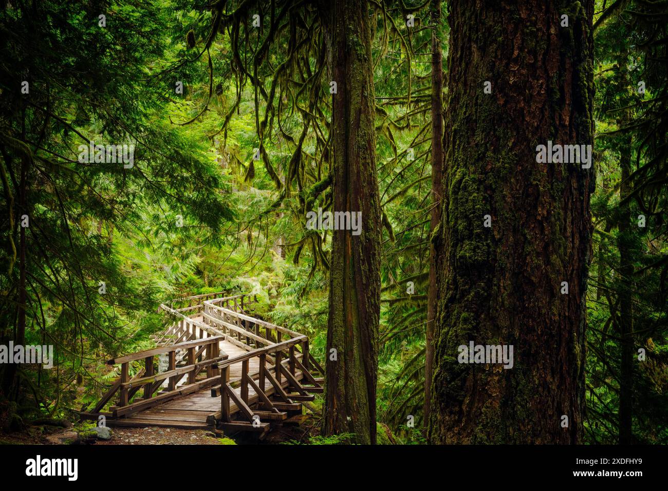 Baker Lake Trail wooden bridge over Hidden Creek, Mount Baker ...