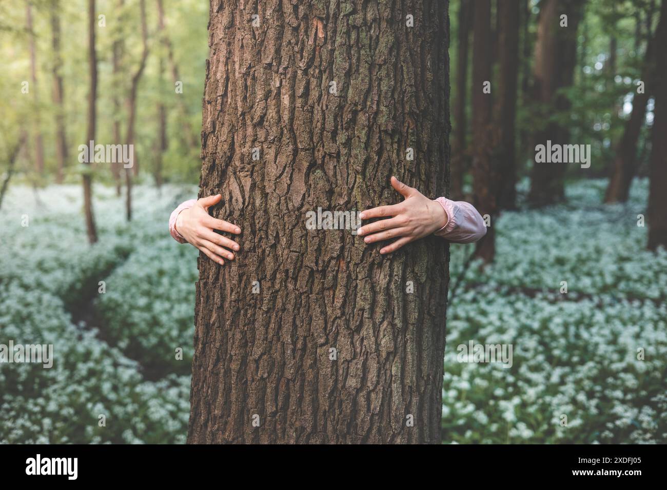 Hugging a massive tree in the wilderness, symbolizing a deep connection ...