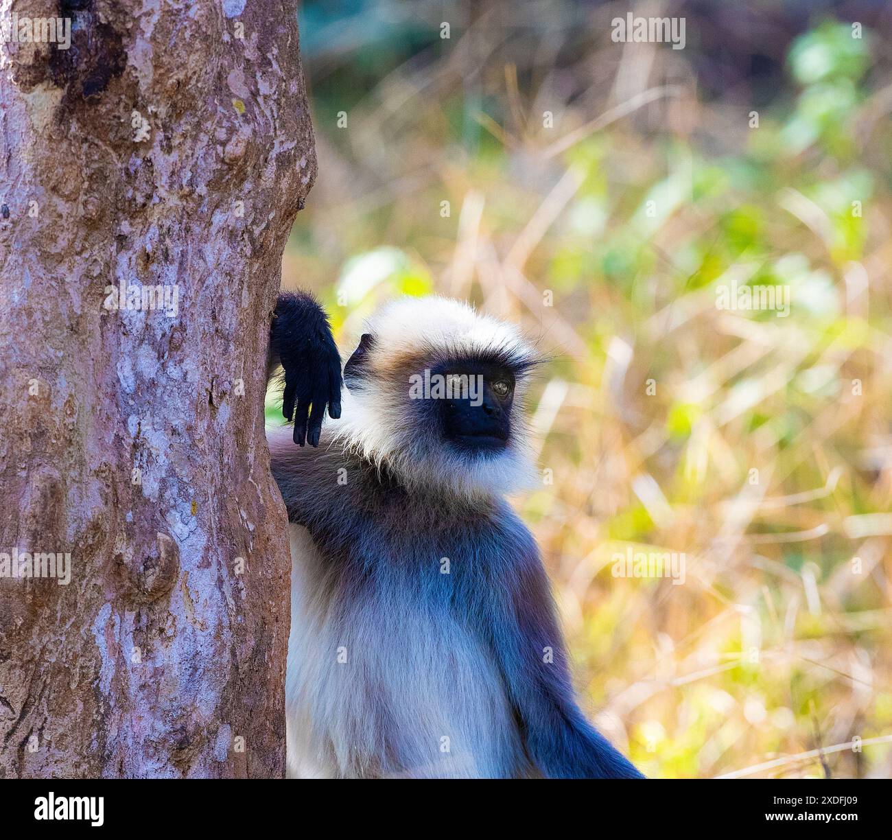 Malabar Sacred Langur or Black Footed Langur, Semnopithecus hypoleucos ...