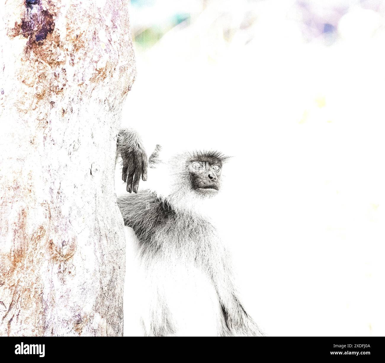 Malabar Sacred Langur or Black Footed Langur, Semnopithecus hypoleucos ...