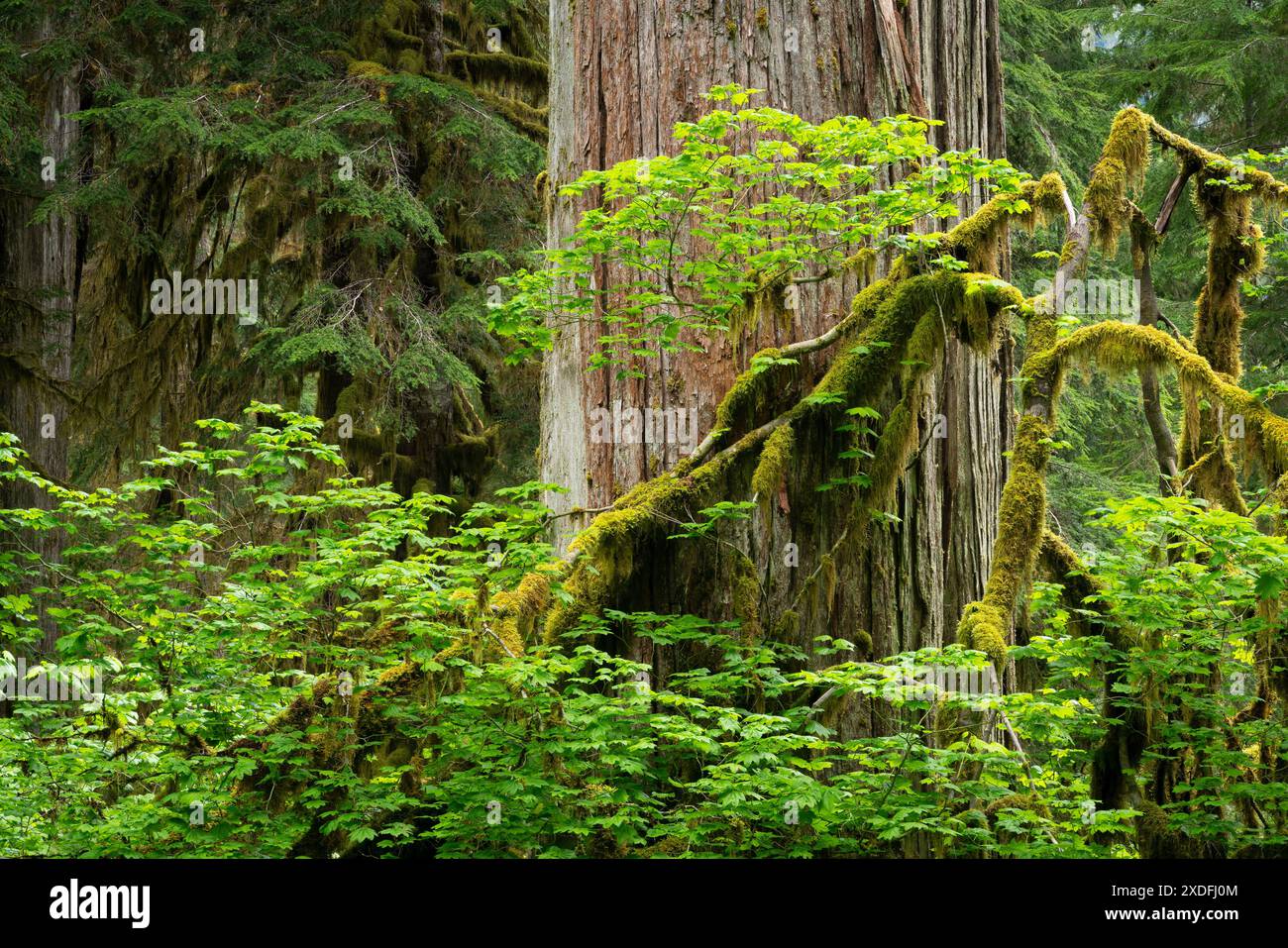 Vine maples surrounding cedar tree trunk, Baker Lake Trail, Mount Baker ...