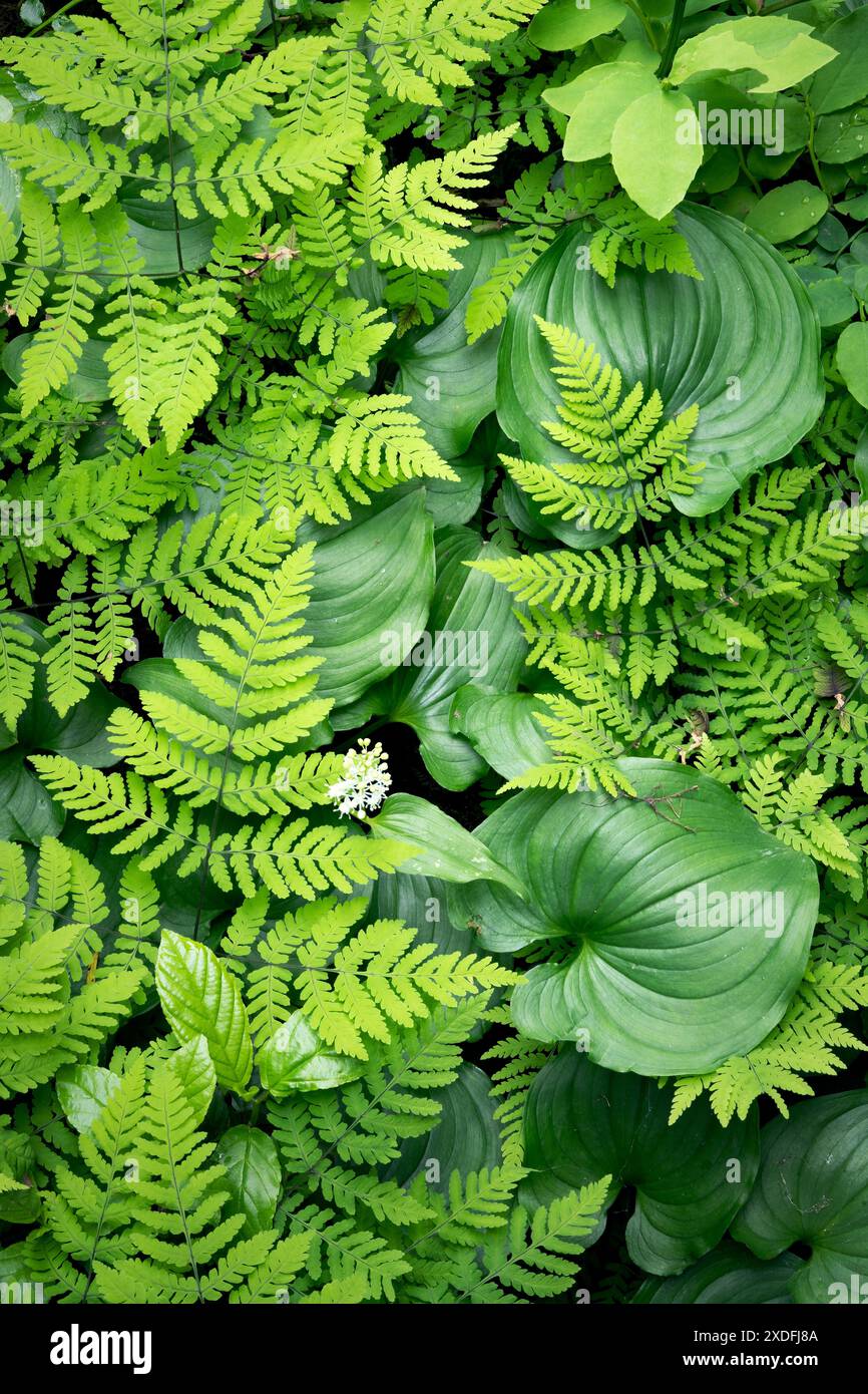 Lily Fern Forest