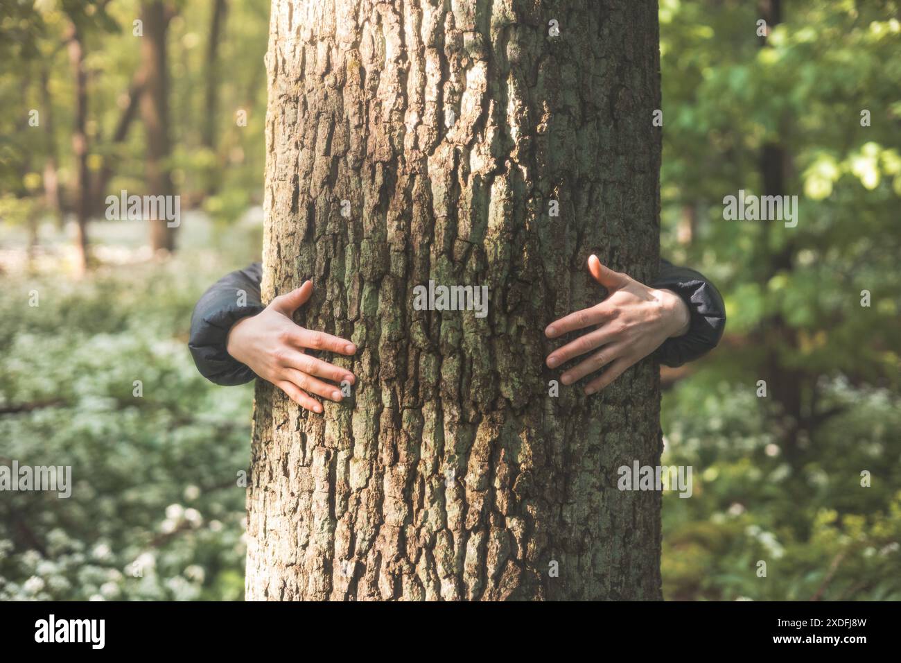 Hugging a massive tree in the wilderness, symbolizing a deep connection ...