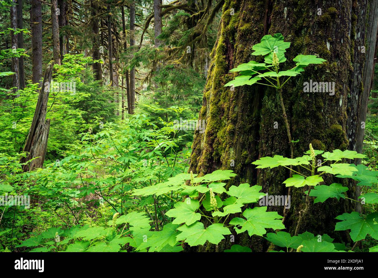 Devil's club surrounding cedar tree trunk, Baker Lake Trail, Mount ...
