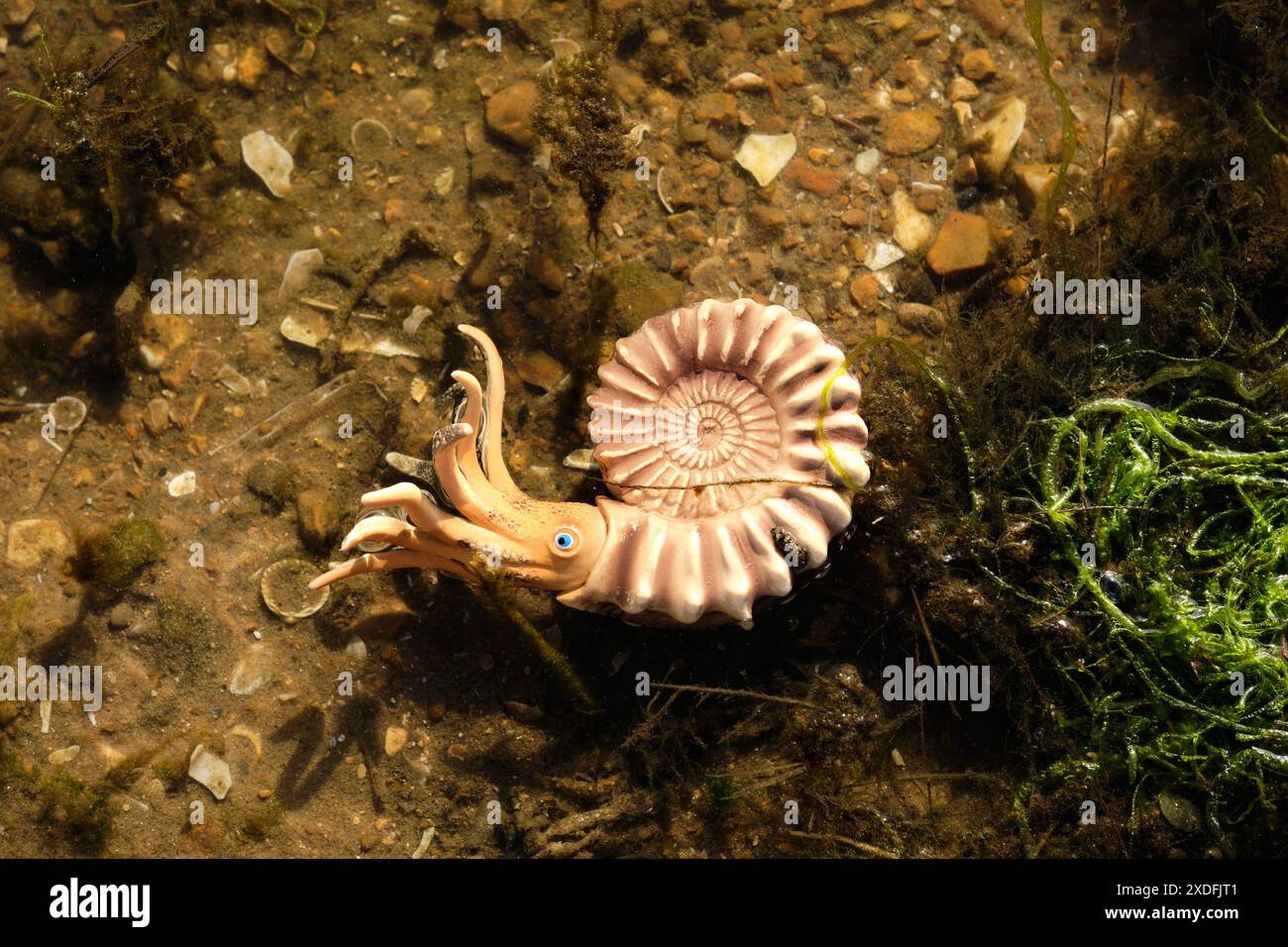 Realistic fake Ammonite on a beach Stock Photo - Alamy