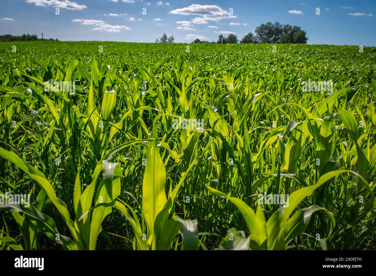 Corn agriculture. Green nature. Rural field on farm land in summer ...