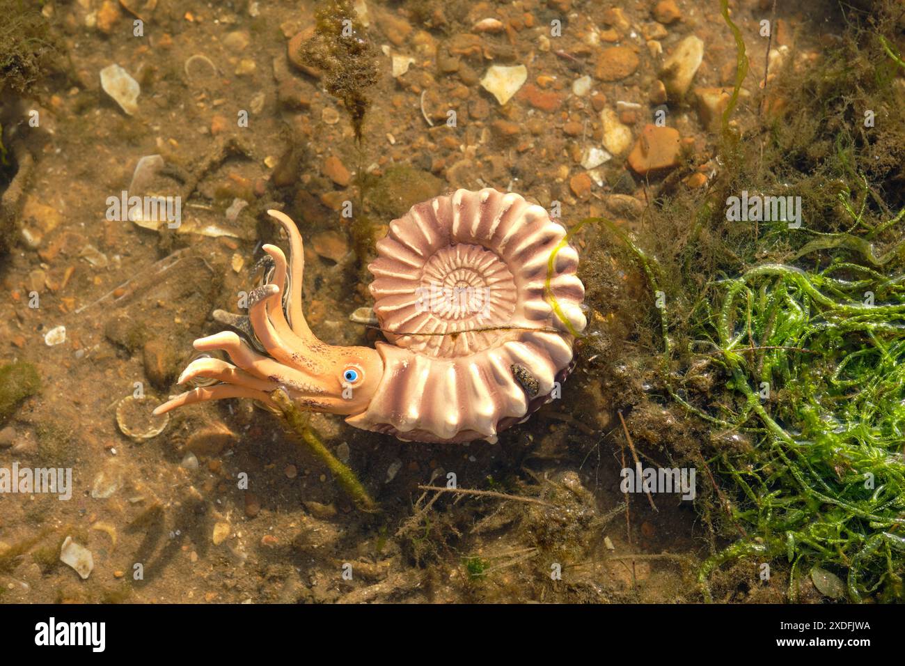Curled ammonite hi-res stock photography and images - Alamy