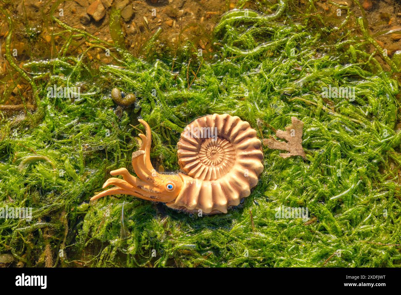 Curled ammonite hi-res stock photography and images - Alamy