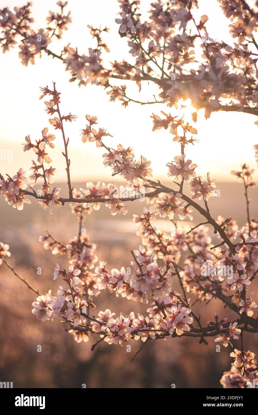 Blooming almond trees create hi-res stock photography and images - Alamy