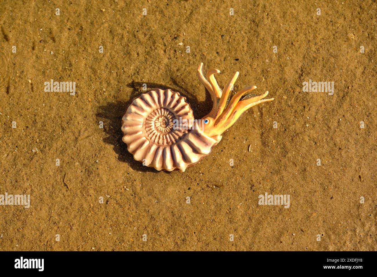 Realistic fake Ammonite on a beach Stock Photo - Alamy