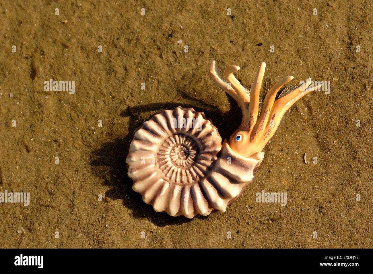 Realistic fake Ammonite on a beach Stock Photo - Alamy