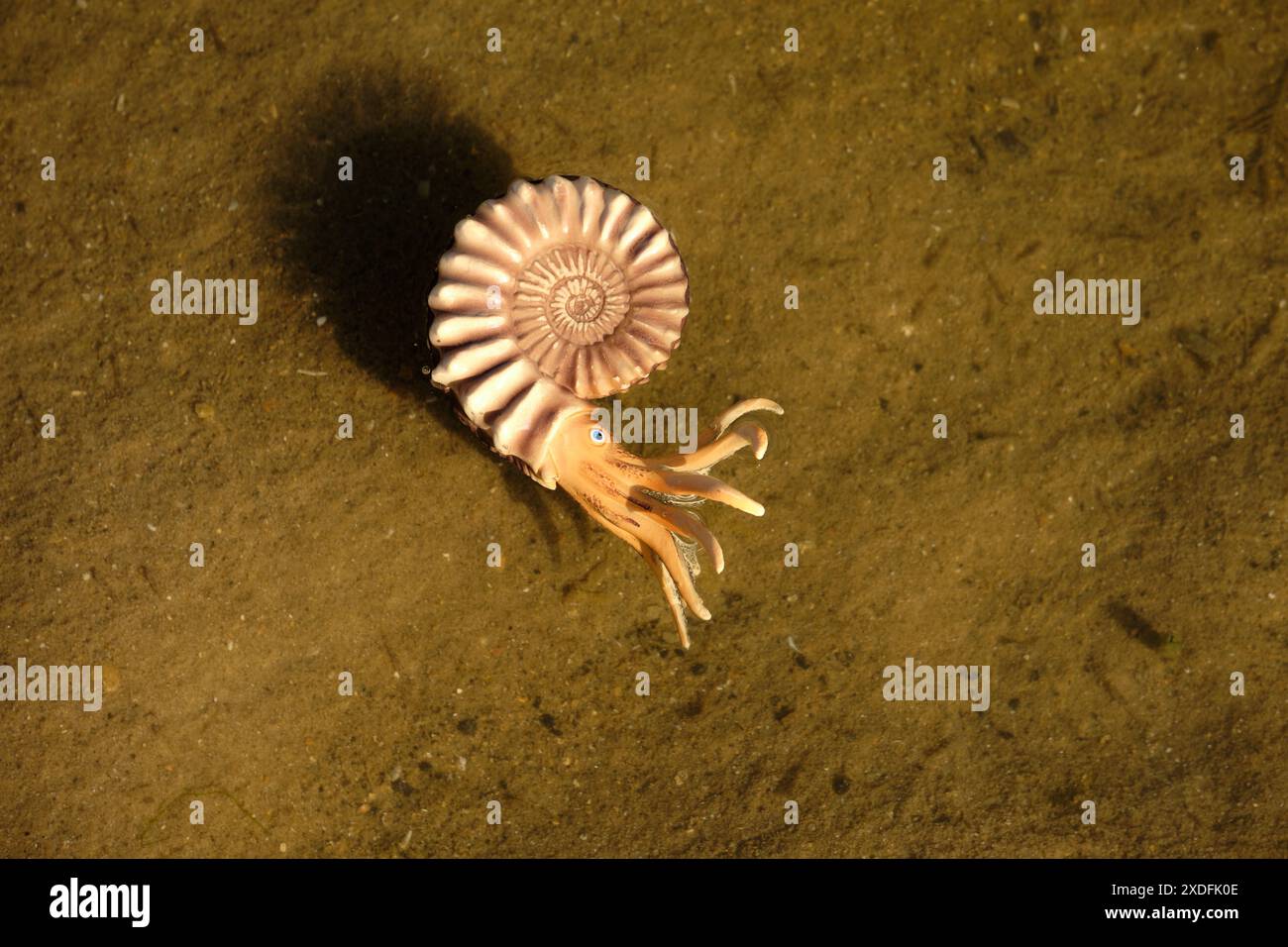 Realistic fake Ammonite on a beach Stock Photo - Alamy