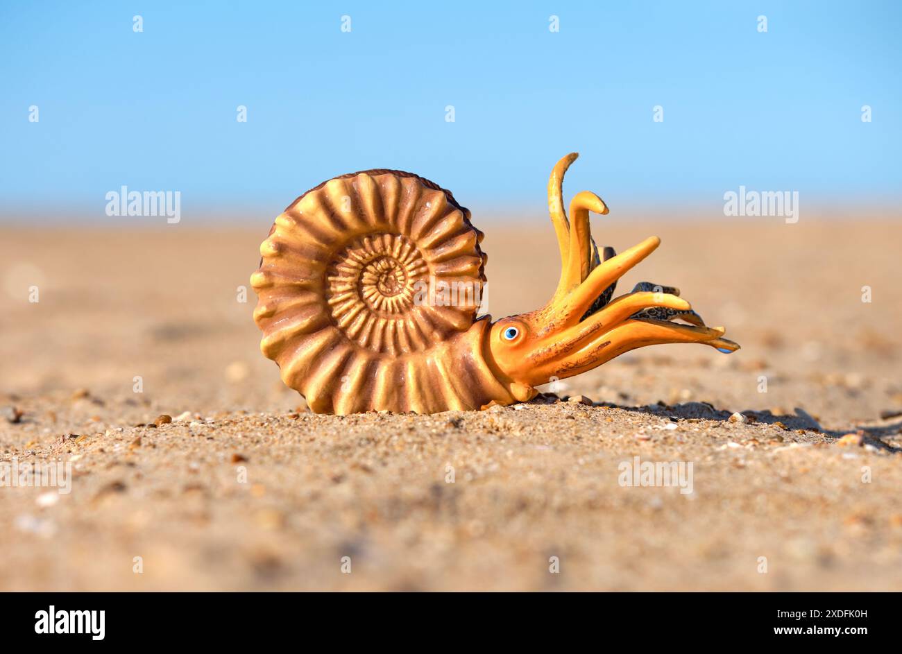 Curled ammonite hi-res stock photography and images - Alamy