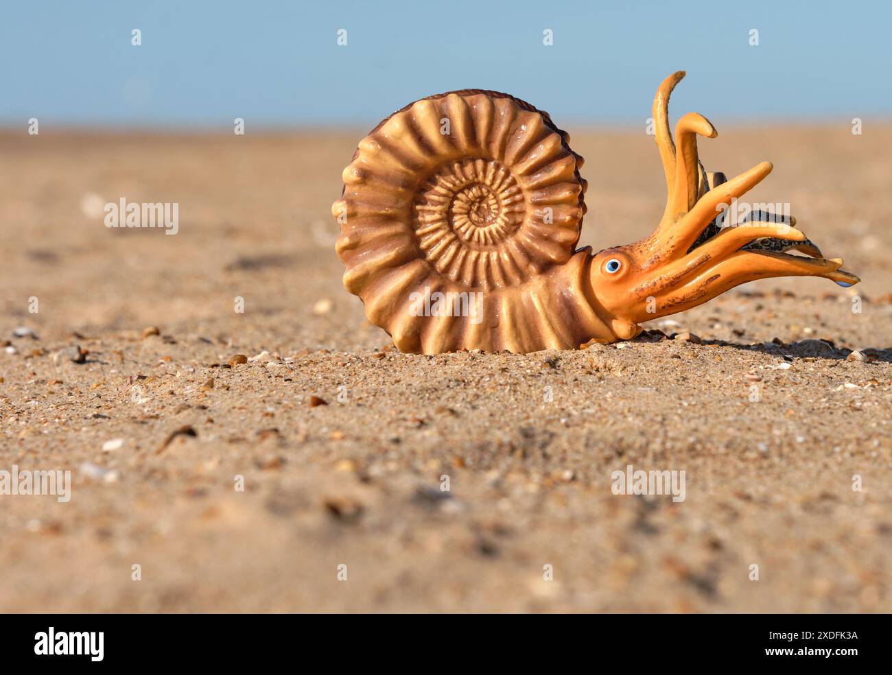 Realistic fake Ammonite on a beach Stock Photo - Alamy
