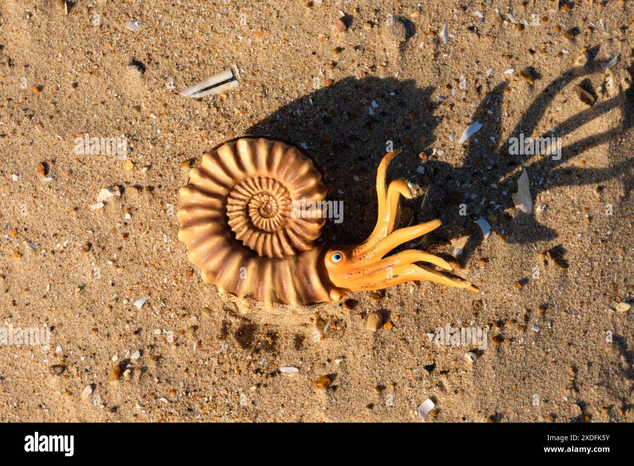 Realistic fake Ammonite on a beach Stock Photo - Alamy