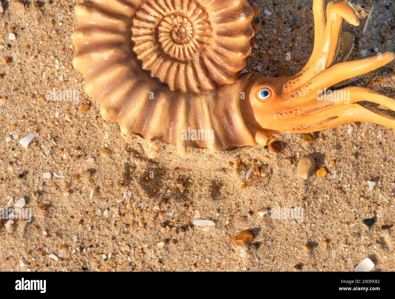 Realistic fake Ammonite on a beach Stock Photo - Alamy