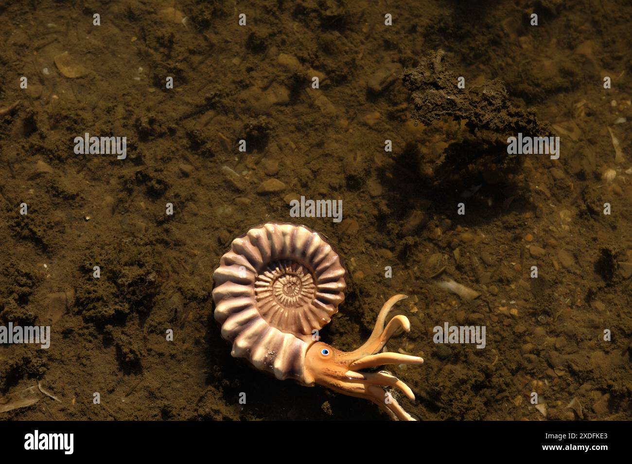 Curled ammonite hi-res stock photography and images - Alamy