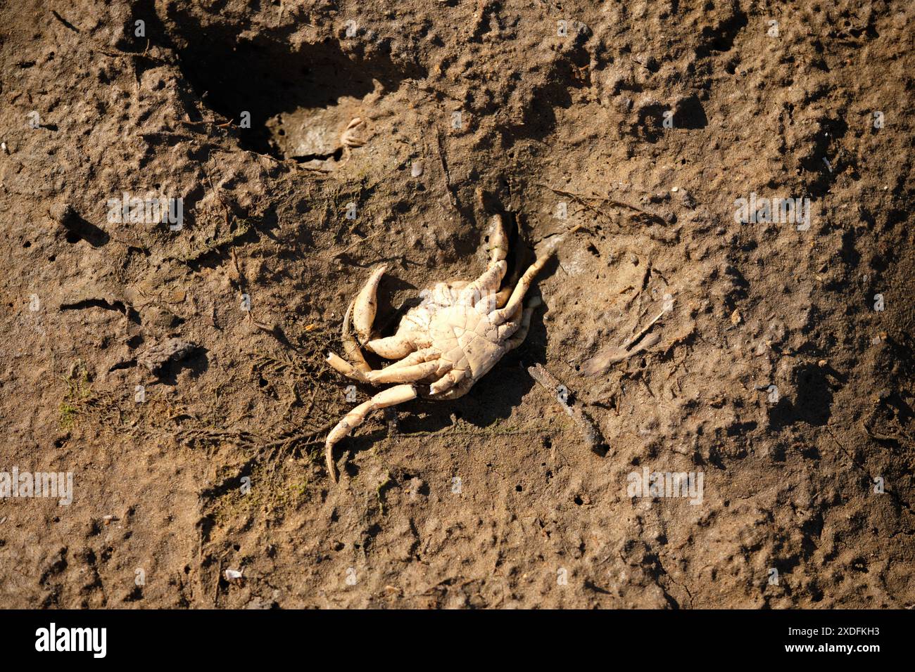 Small dead crab washed up on a beach Stock Photo - Alamy