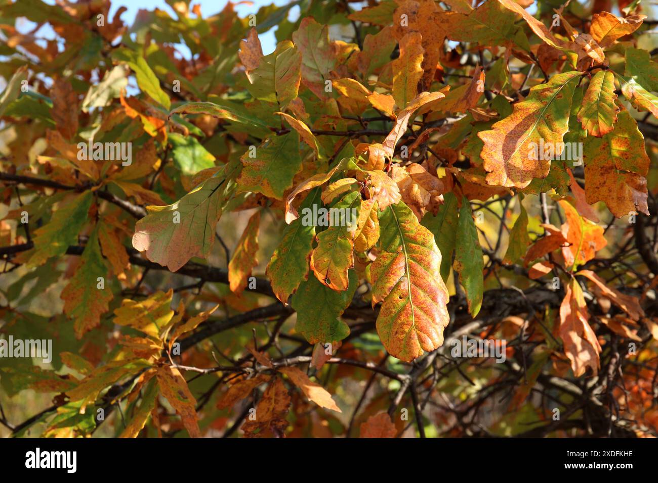 Close up of the leaves and branches of a Swamp White Oak Tree with the ...
