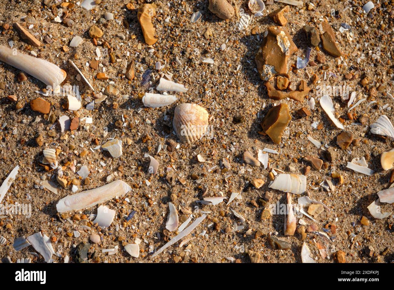 Broken shells and debris on a beach Stock Photo - Alamy