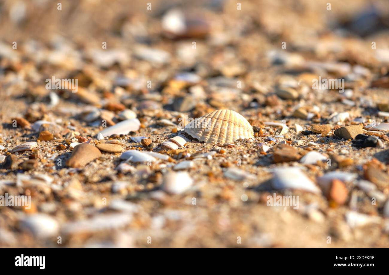 Cockle shell on a beach Stock Photo - Alamy