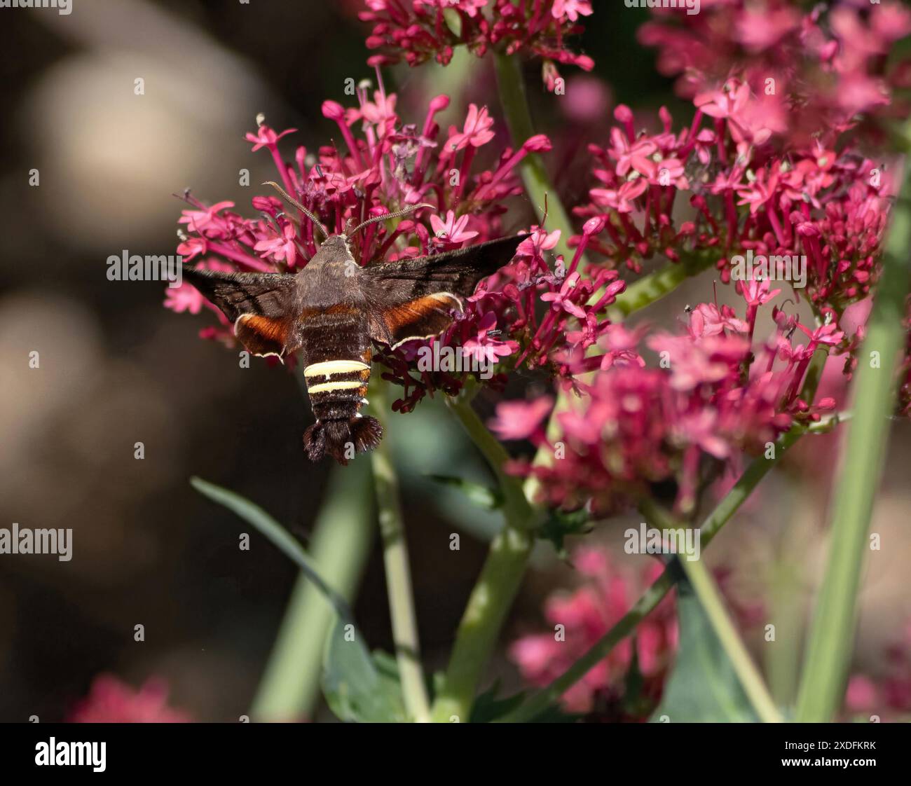 A Nessus Sphinx Moth with open wings, flying through a Valerian flower ...