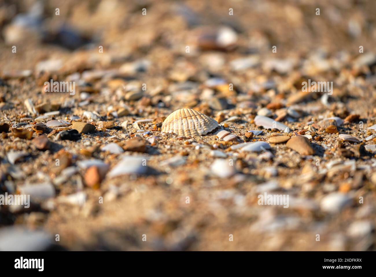 Ground down seashells hi-res stock photography and images - Alamy