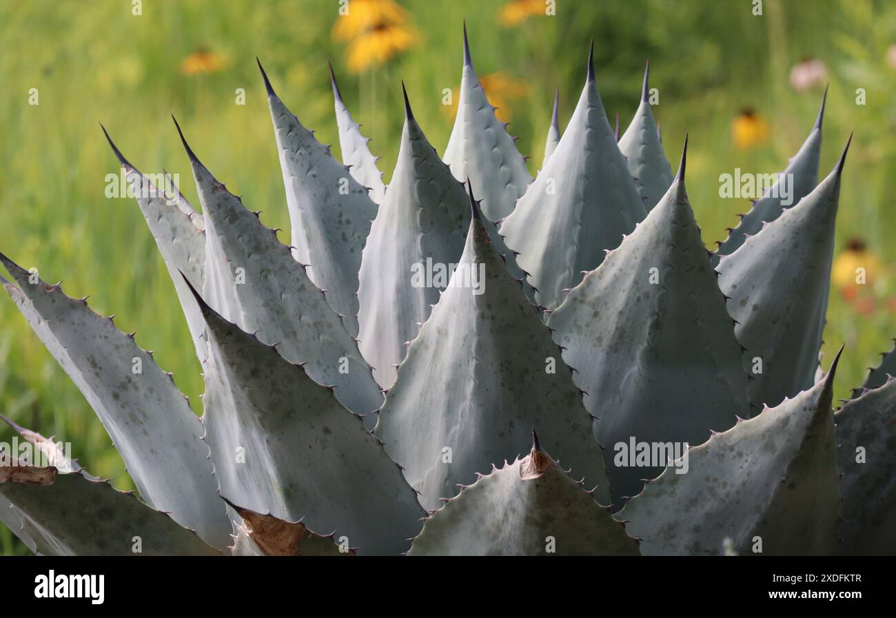 small-growing Agave in front of a Field of Coneflowers Stock Photo - Alamy