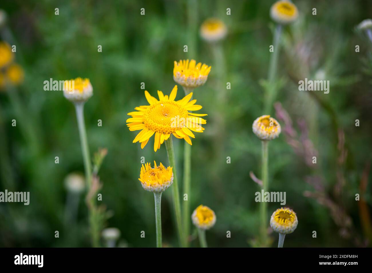 Dyer's Chamomile, Golden Marguerite (Cota tinctoria, syn.: Anthemis ...
