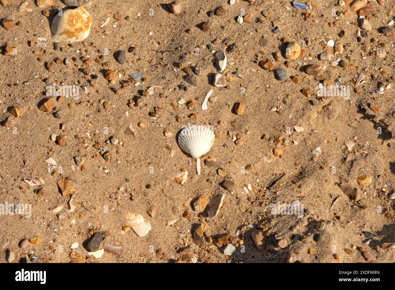 Ground down seashells hi-res stock photography and images - Alamy
