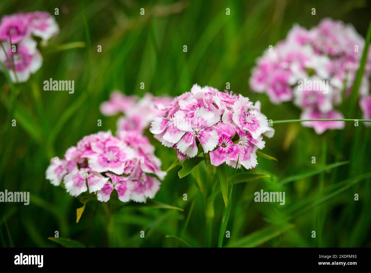 Sweet William, Bearded Pink (Dianthus barbatus Stock Photo - Alamy