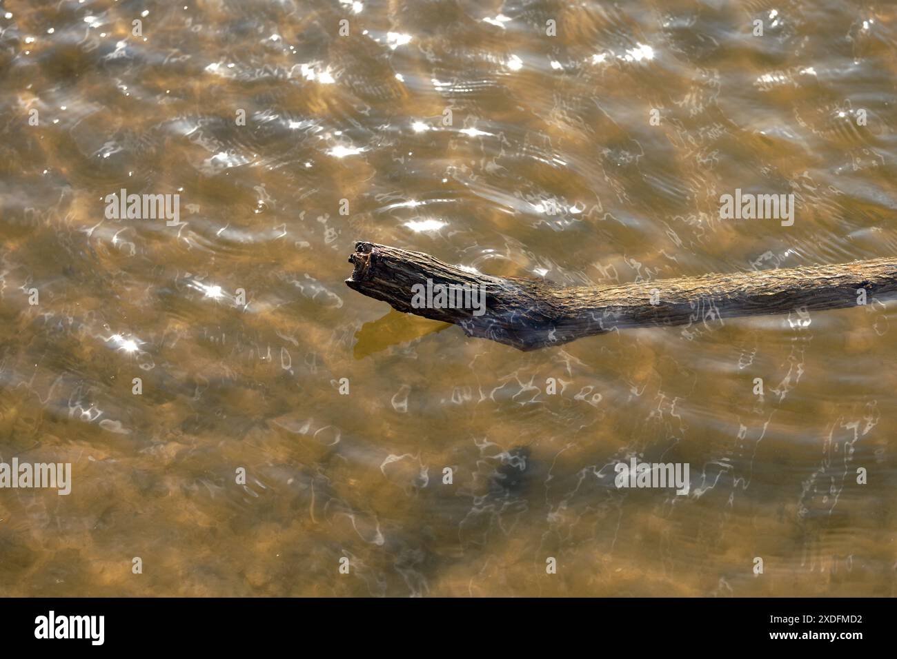 Small log floating in water Stock Photo - Alamy