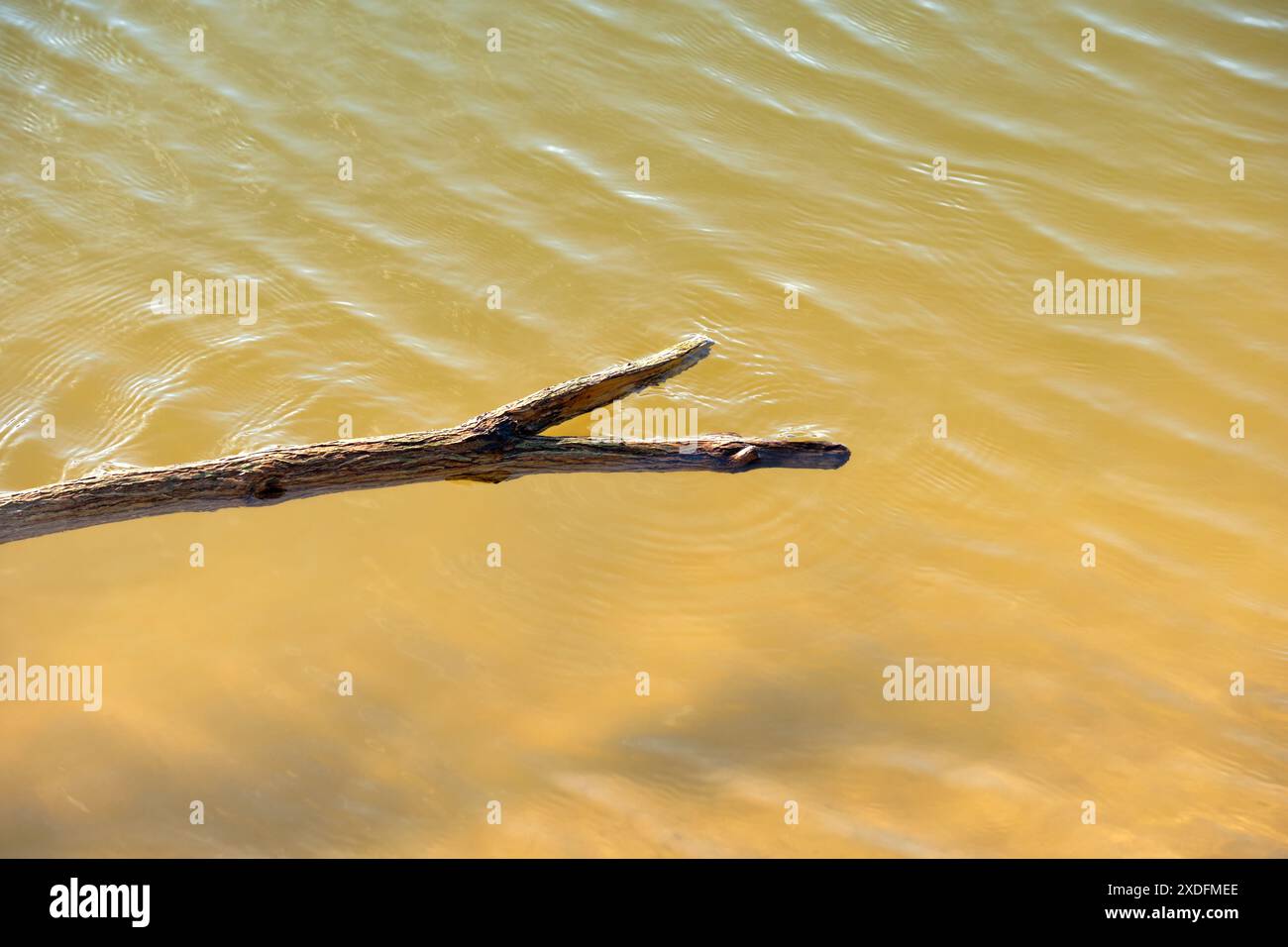 Small log floating in water Stock Photo - Alamy