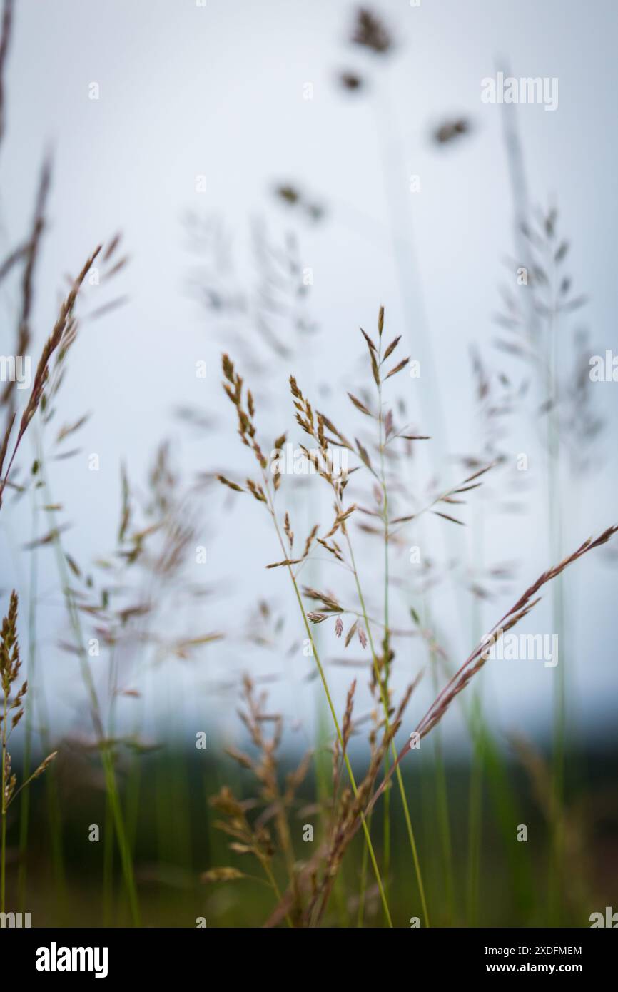 Grasses natural hi-res stock photography and images - Alamy