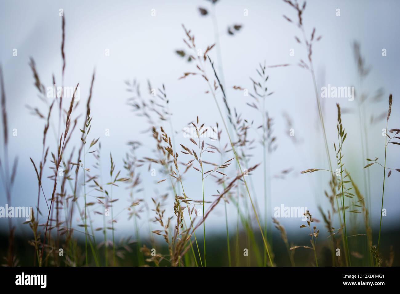 Gardening with grasses hi-res stock photography and images - Alamy