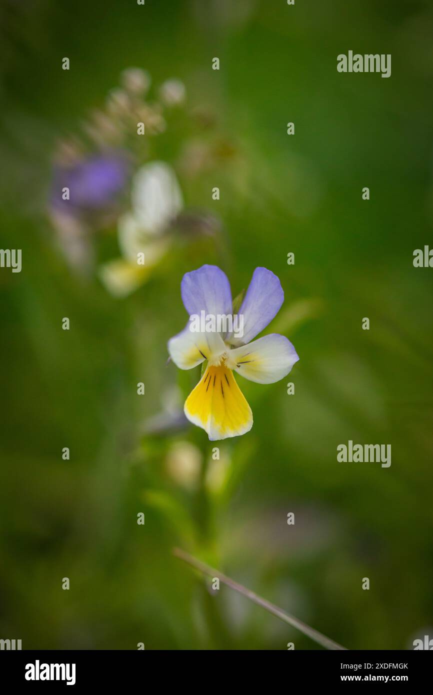 European Wild Pansy (Viola tricolor, Viola arvensis Stock Photo - Alamy