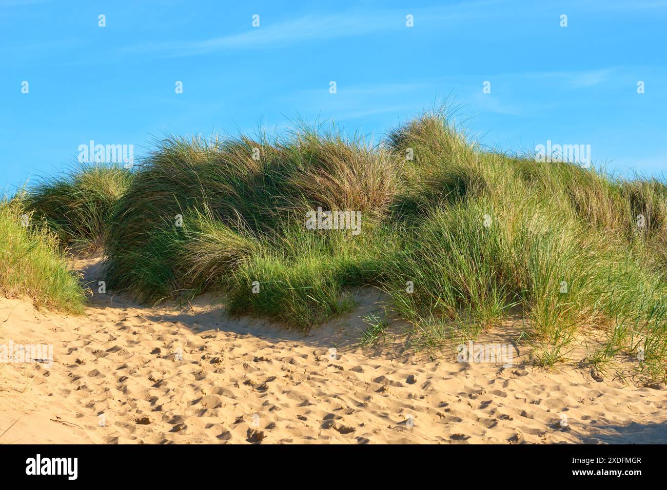 Tufts of marram grass hi-res stock photography and images - Alamy