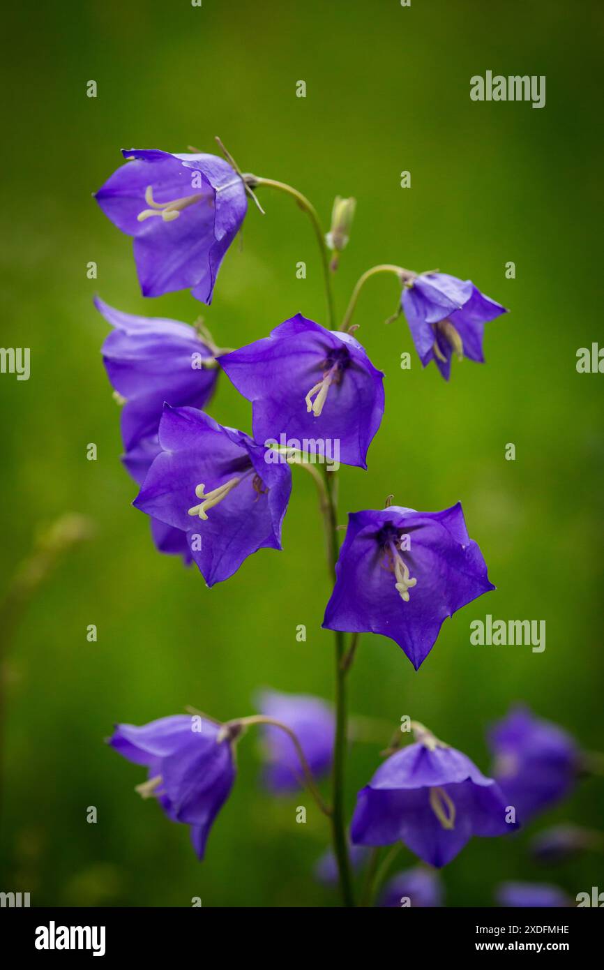 Bellflower garden hi-res stock photography and images - Alamy