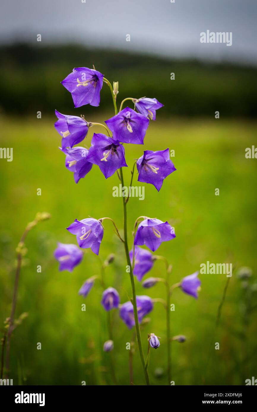 Bellflower garden hi-res stock photography and images - Alamy