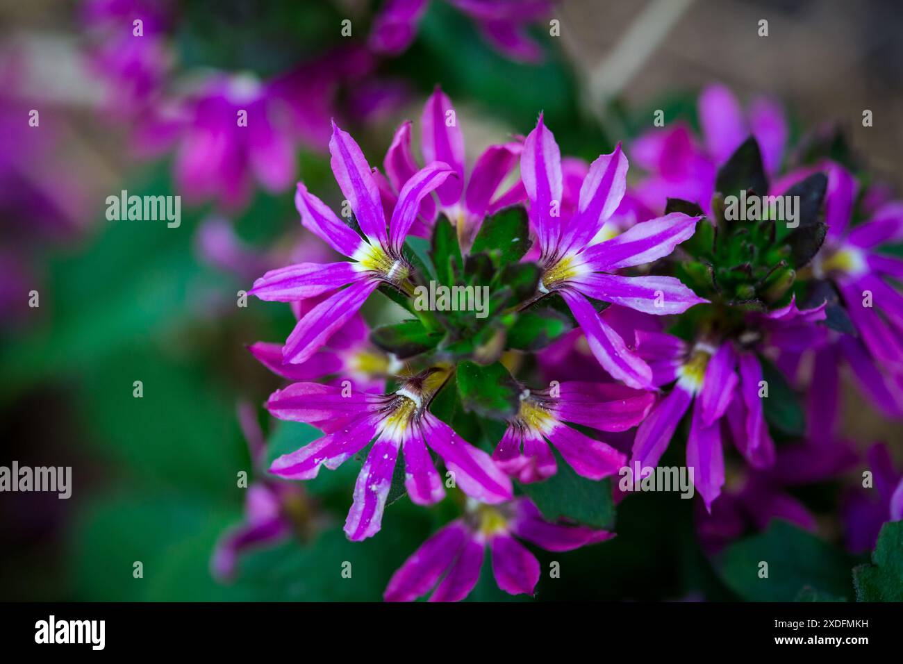 Common Fan-Flower (Scaevola aemula Stock Photo - Alamy