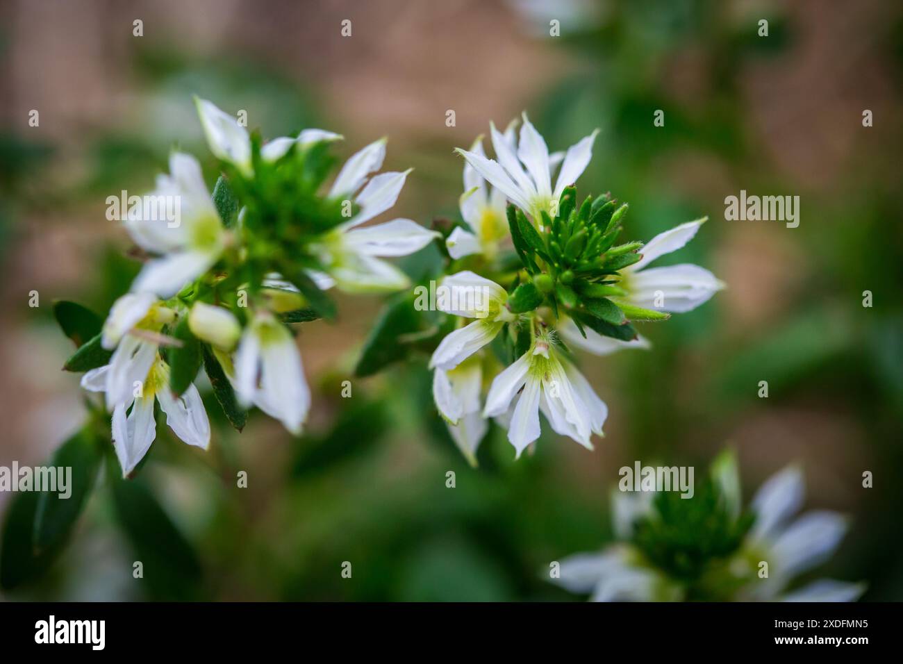 White Fan-Flower (Scaevola aemula Stock Photo - Alamy