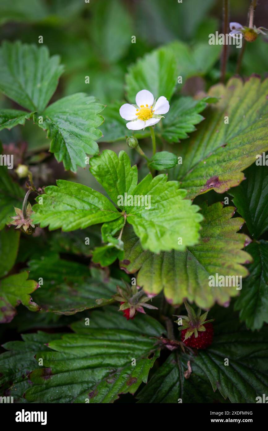 European Everbearing Strawberry, Wild Strawberry, Wood Strawberry ...