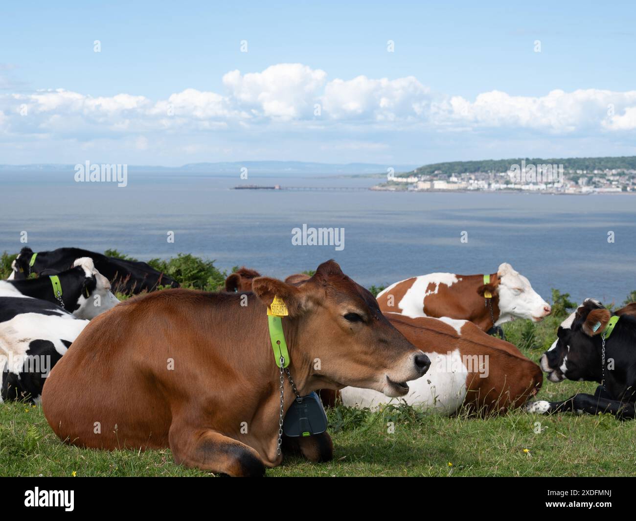 June 2024 - Cows with electronic 'bells' on Brean Down, Somerset ...