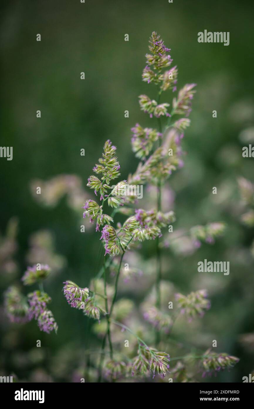 Gardening with grasses hi-res stock photography and images - Alamy