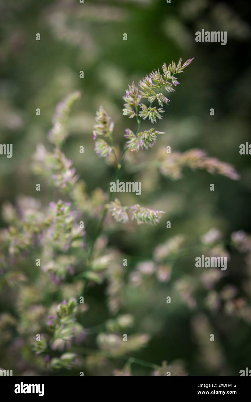 Grasses natural hi-res stock photography and images - Alamy